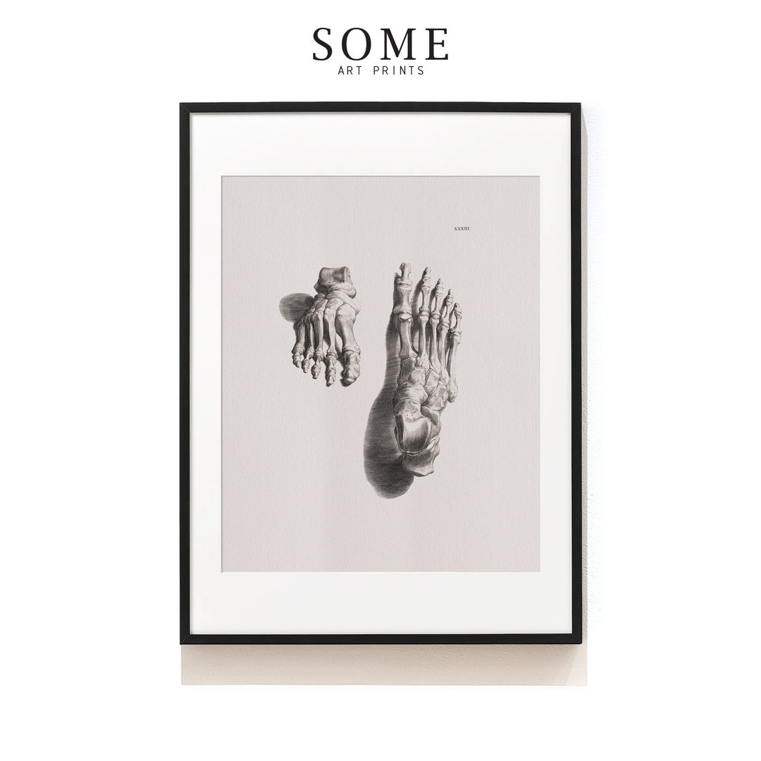 Foot Bones Anatomy Art Print . Foot Skeleton Illustration . Medical Art ...