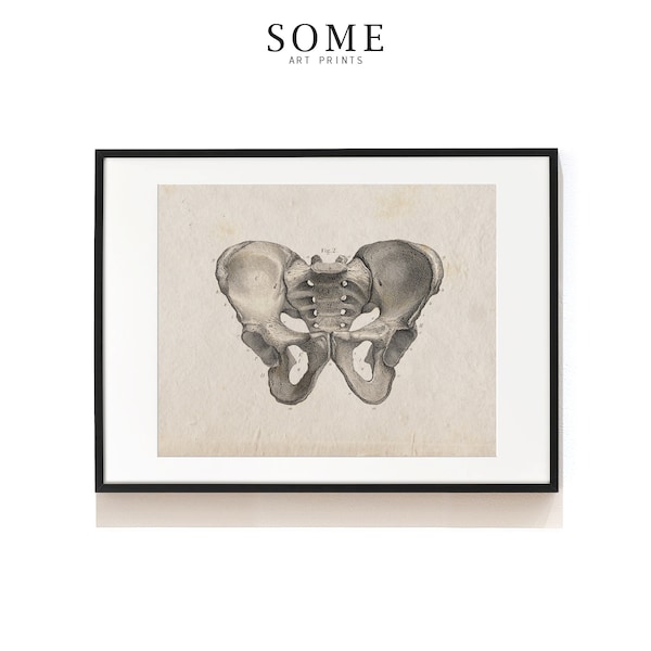 Pelvic Bone - Etsy
