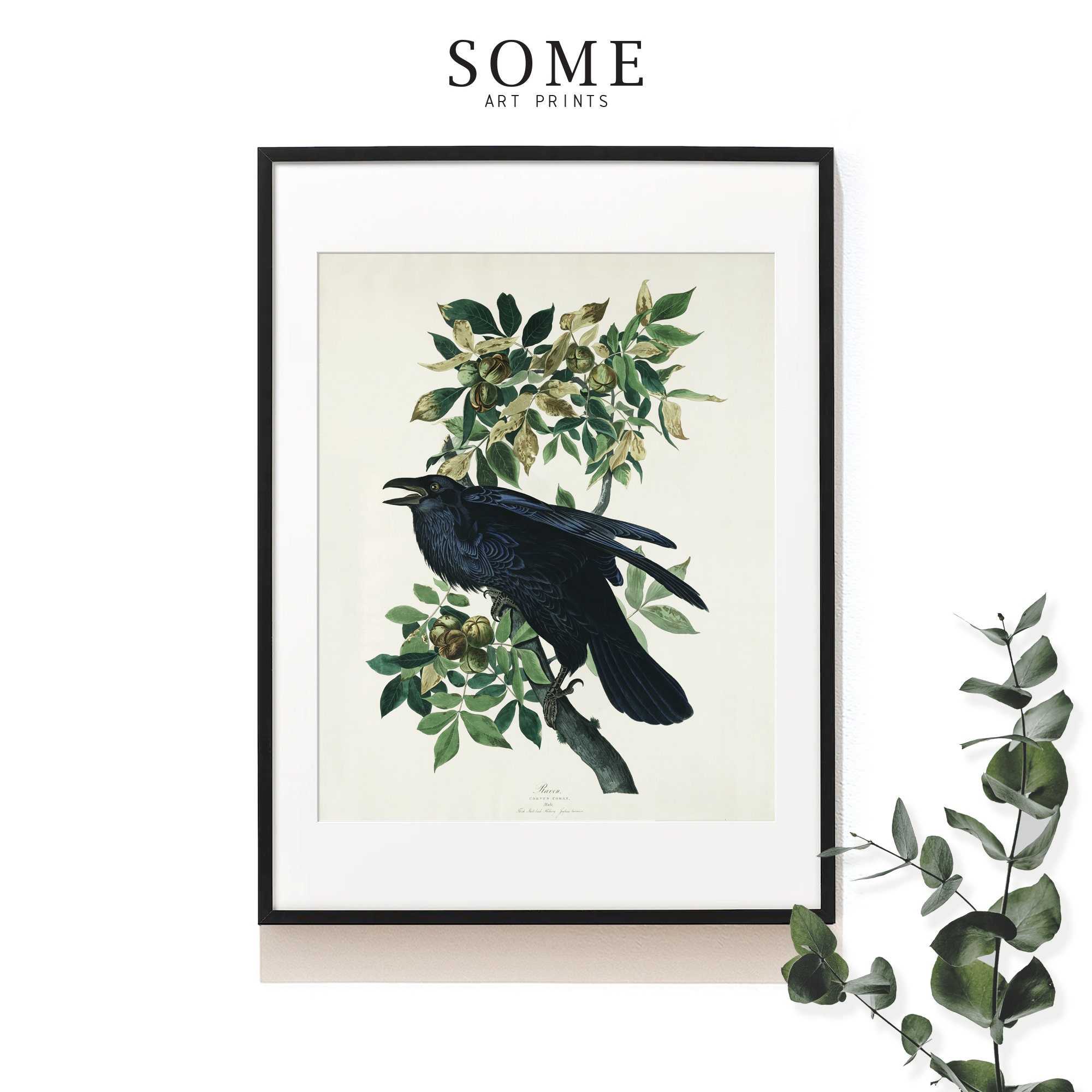 Audubon Raven Art Print . Vintage Bird Art Prints . Bird Lover | Etsy