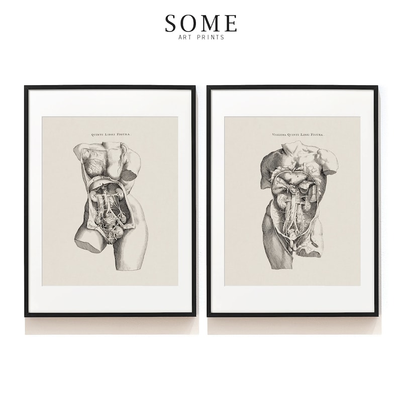 Female Body Anatomical - Etsy