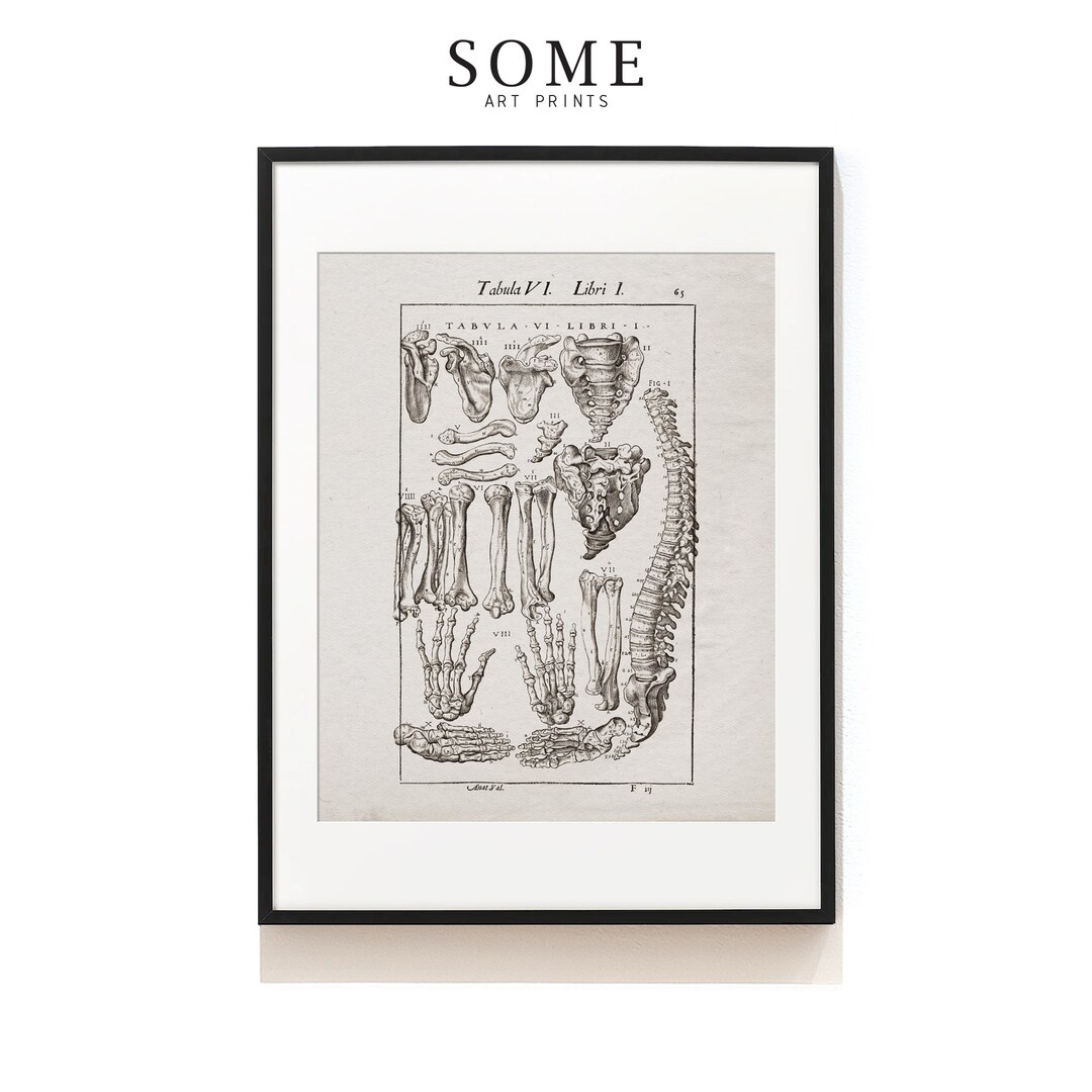 Antique Spine Art Print . Spinal Anatomy Print . Vintage Anatomy ...