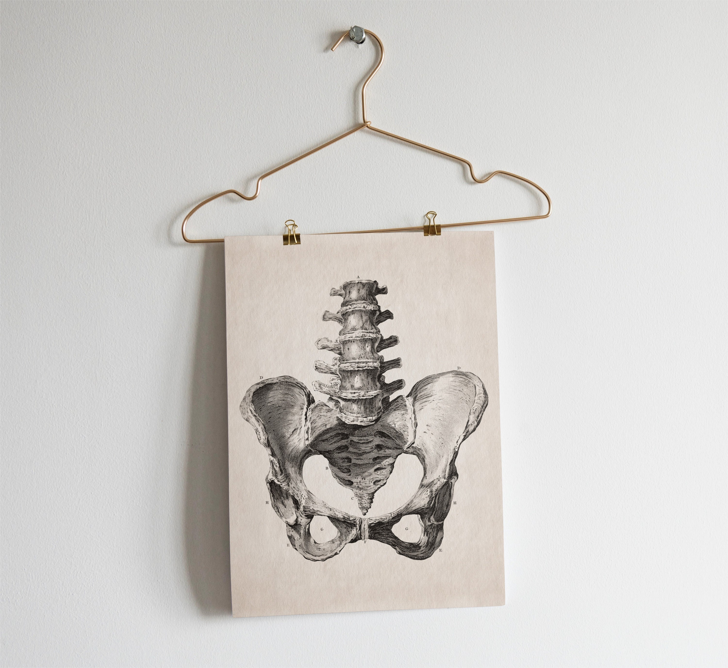 Pelvic Bone Art Print . Anatomical Print . Vintage Anatomy Art ...