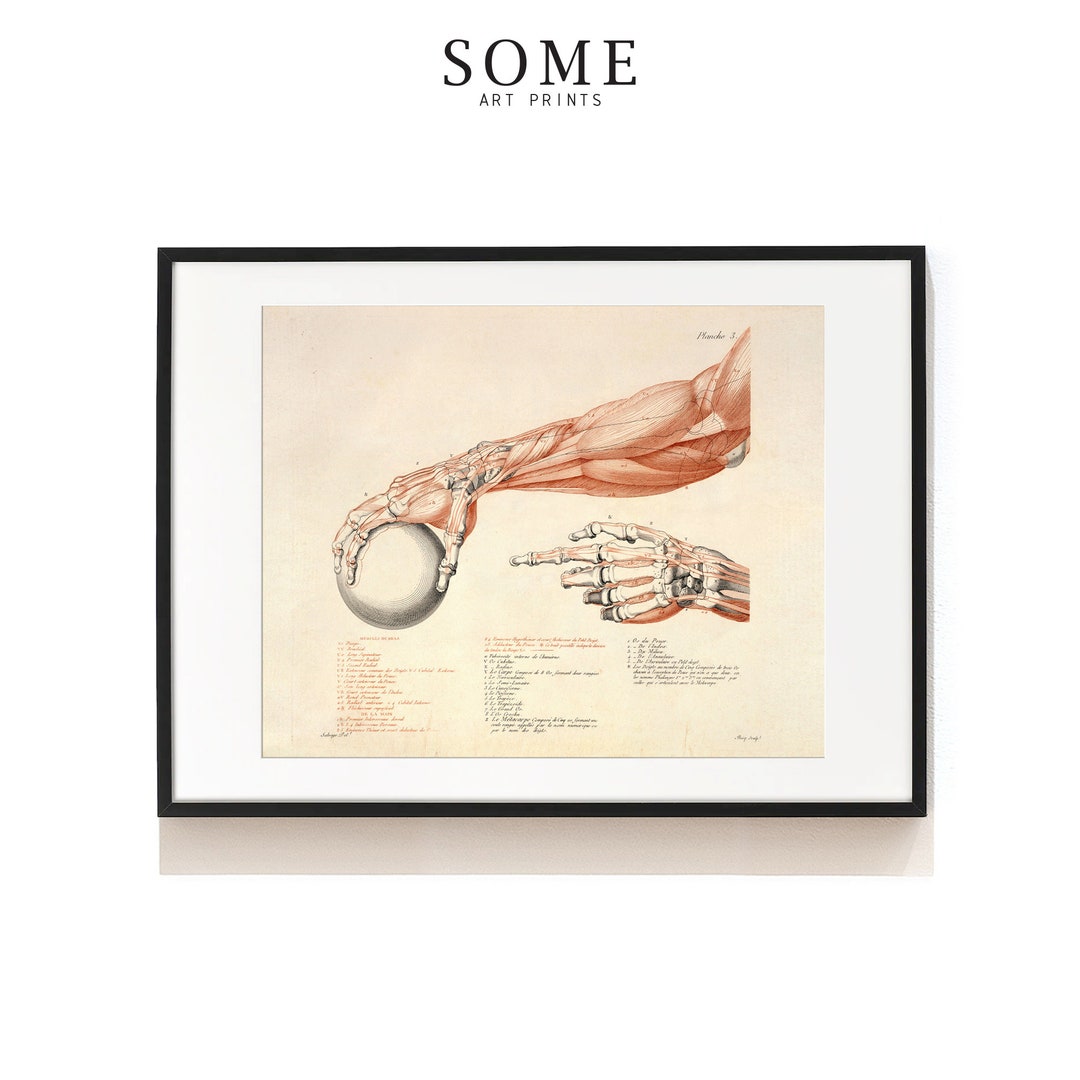 Hand Anatomy Art Print . Fingers & Forearm Muscles Print . Hand Muscles ...
