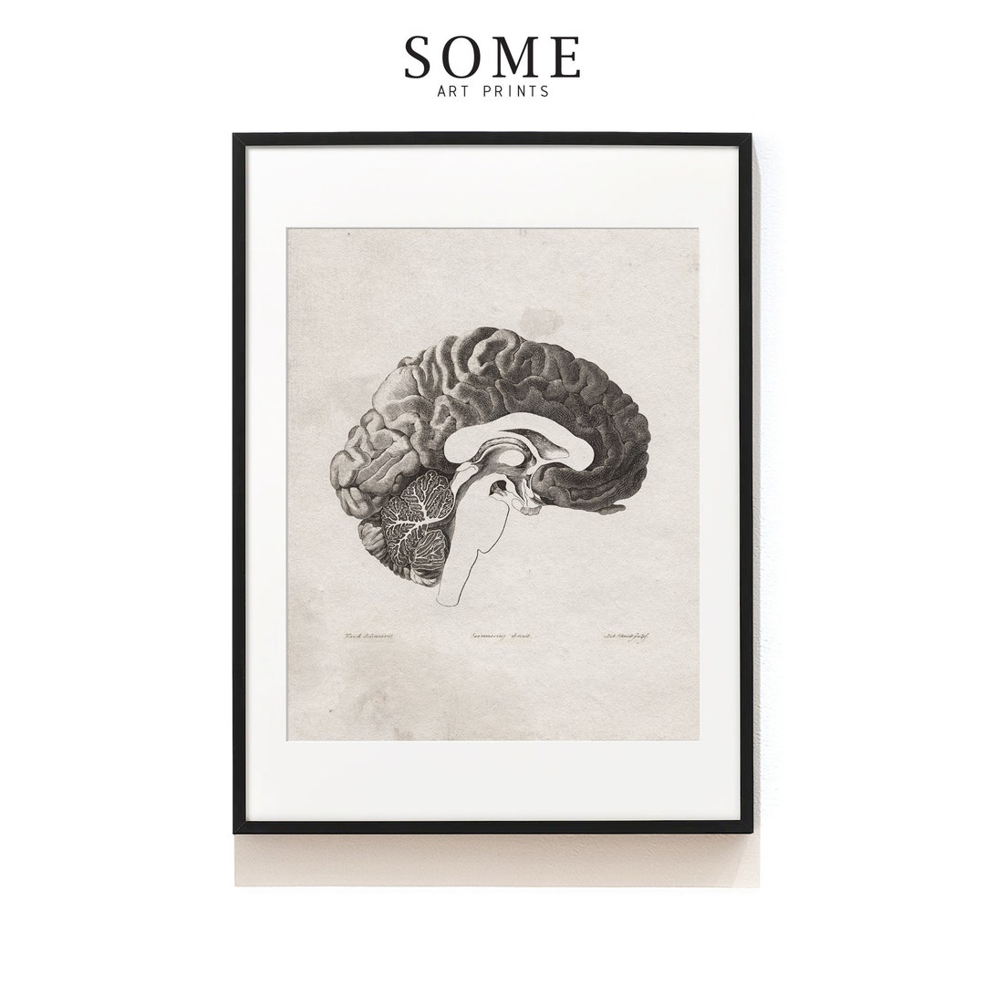 Human Brain Art Print . Neurologist Gift . Human Brain Anatomy ...