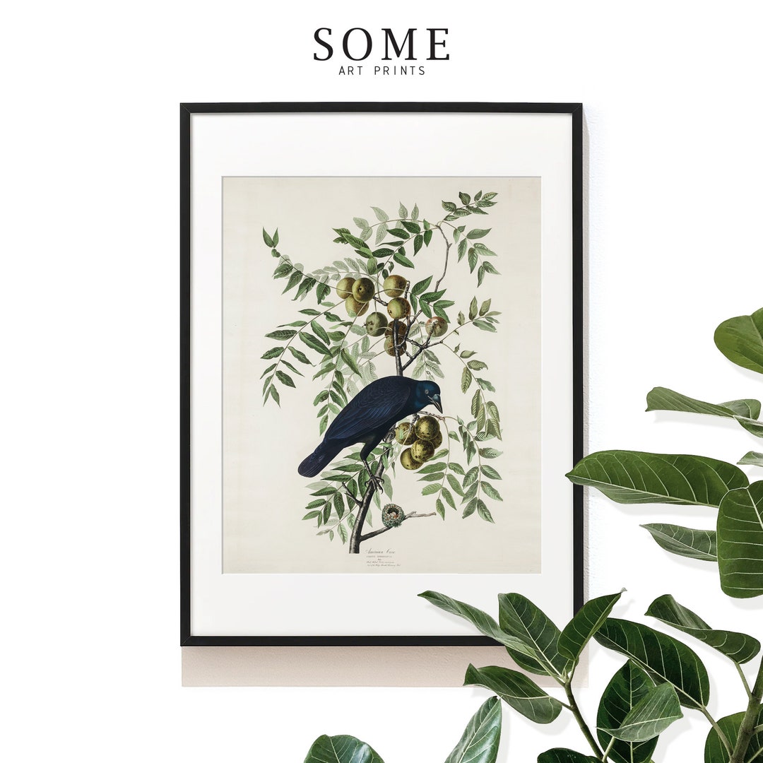 Audubon Crow Art Print . Vintage Black Crow Print . Bird Lover Gift ...