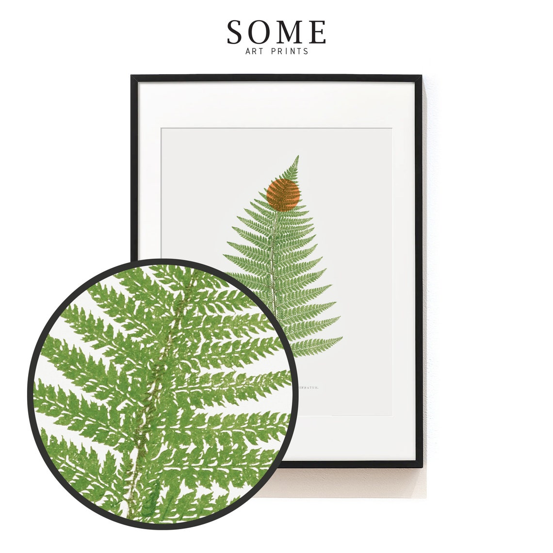 Vintage Fern Print Set of 2 . Botanical Art Print . Fern - Etsy