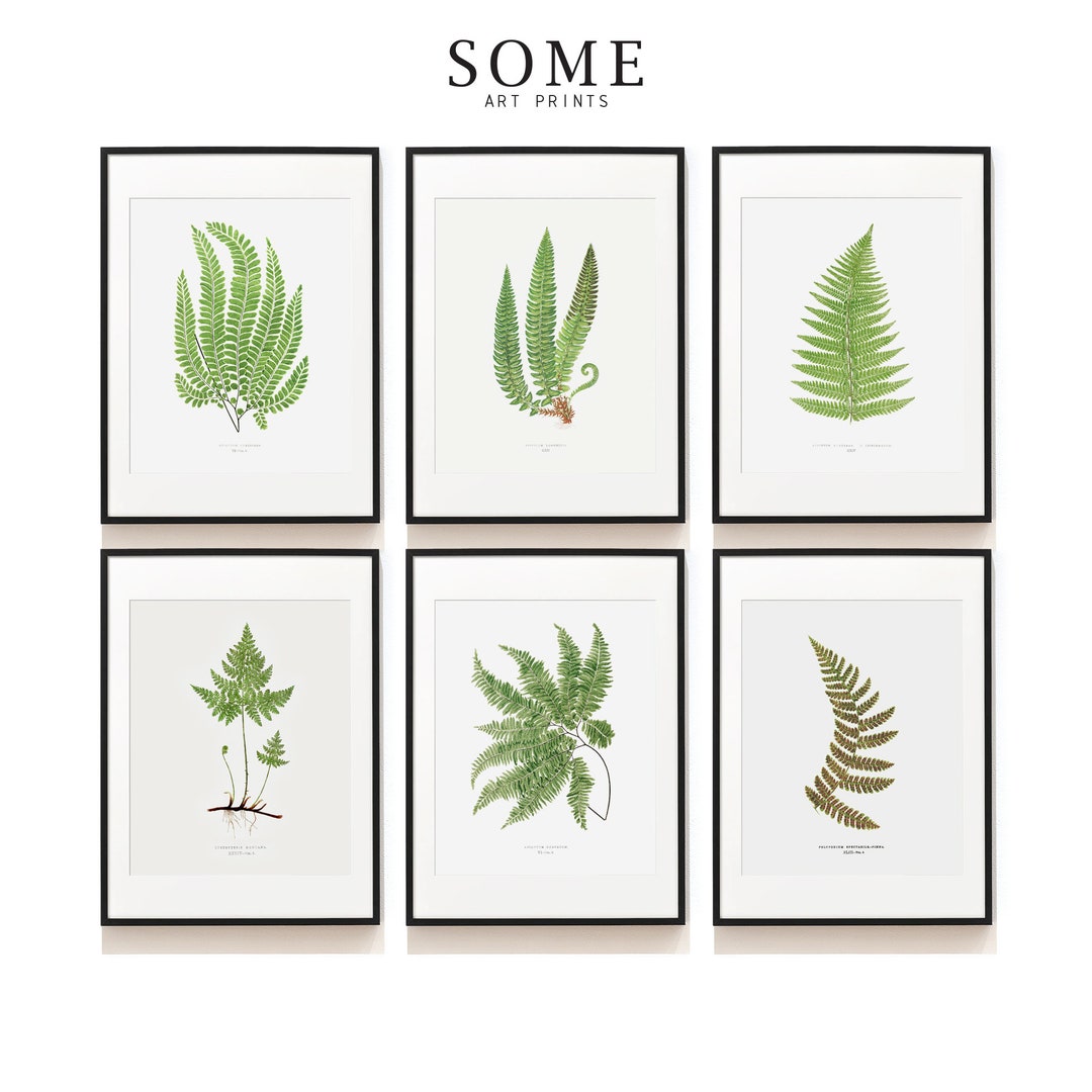 Vintage Fern Print Set of 6 . Woodland Fern Art Print . Botanical Print ...
