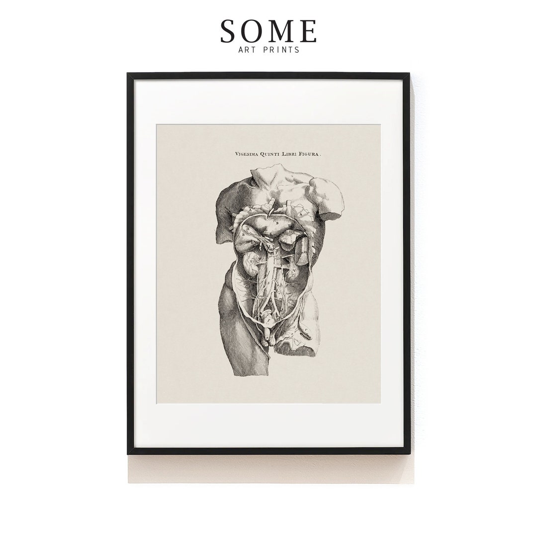 Anatomy Art Print . Human Anatomy . Vintage Anatomy Illustration ...