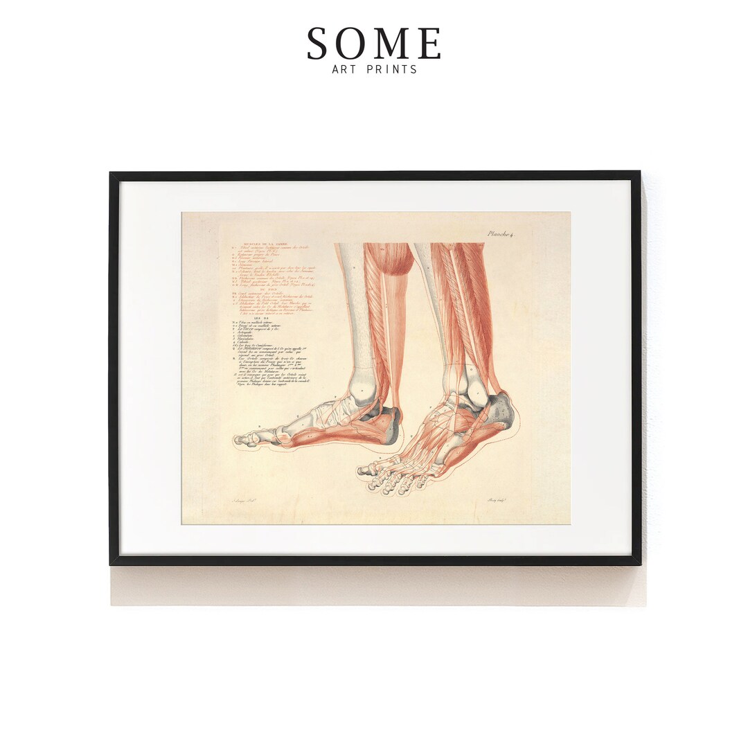 Foot Anatomy Art Print . Feet & Legs Muscle Print . Leg Muscles ...