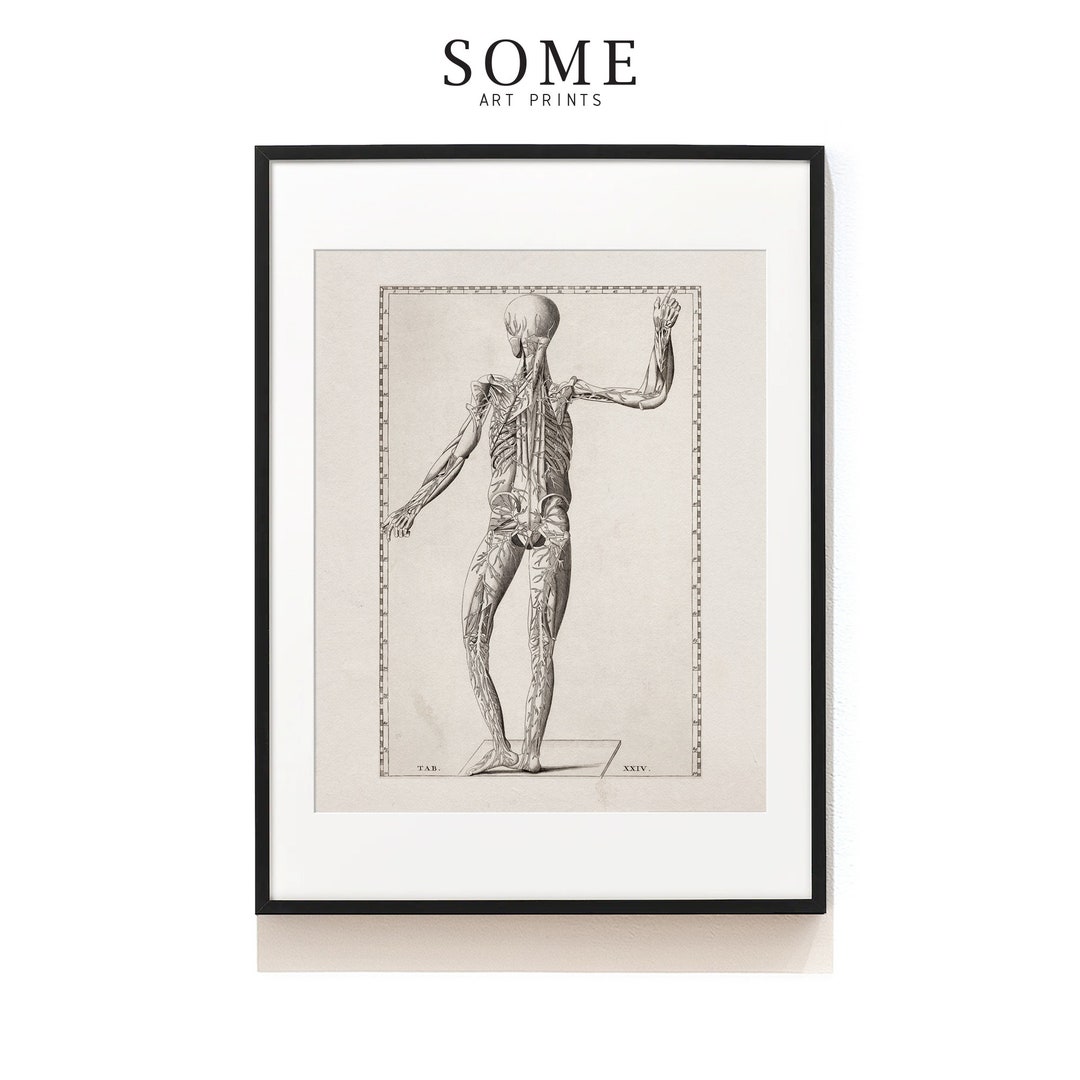 Cardiovascular System Wall Art . Anatomy Artwork . Circulatory System ...