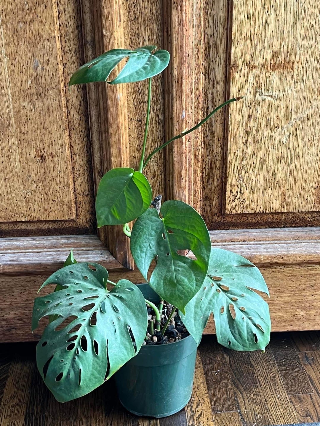 Super Rare Fenestrated Amydrium NOID Starters - Etsy