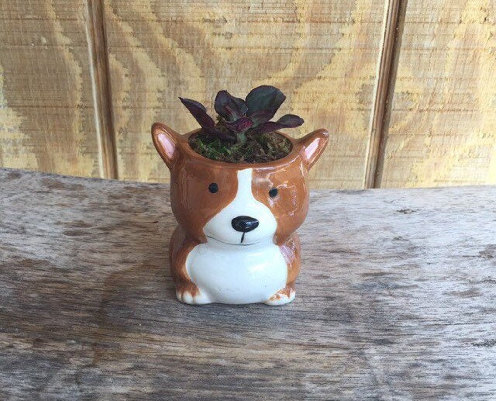 Cute Puppy Dog ceramic Animal Planter pot with Live Succulent | Etsy