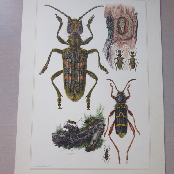 Specimen Chart - Etsy