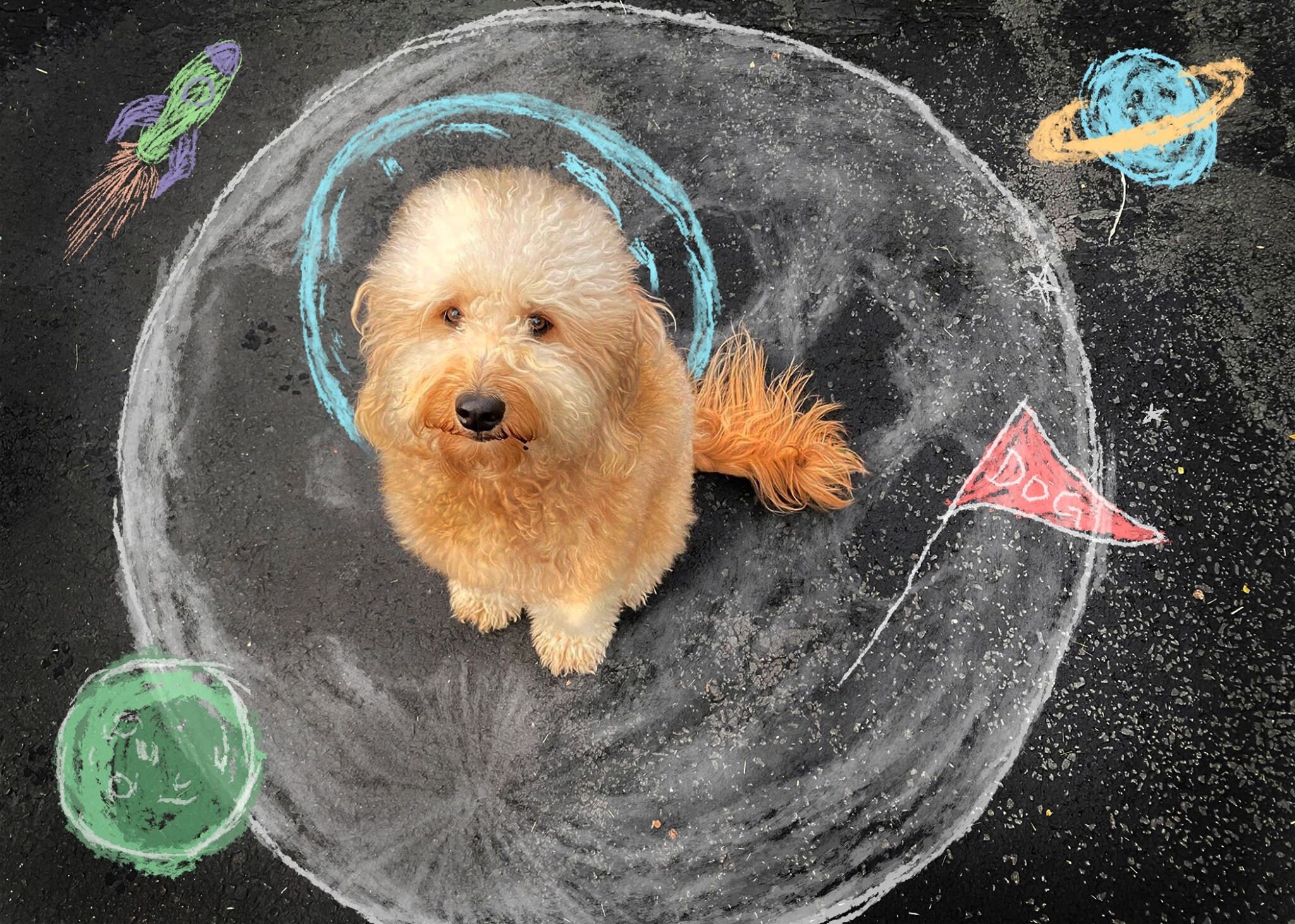 Overlays Pet's Set Sidewalk Chalk - Etsy
