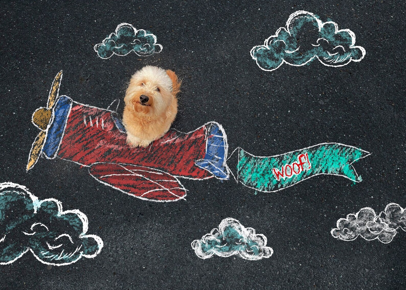 Overlays Pet's Set Sidewalk Chalk - Etsy