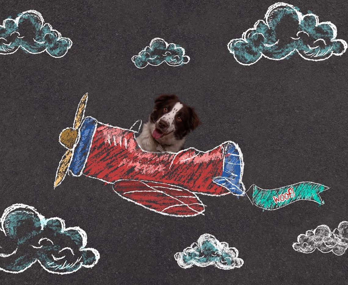Overlays Pet's Set Sidewalk Chalk - Etsy