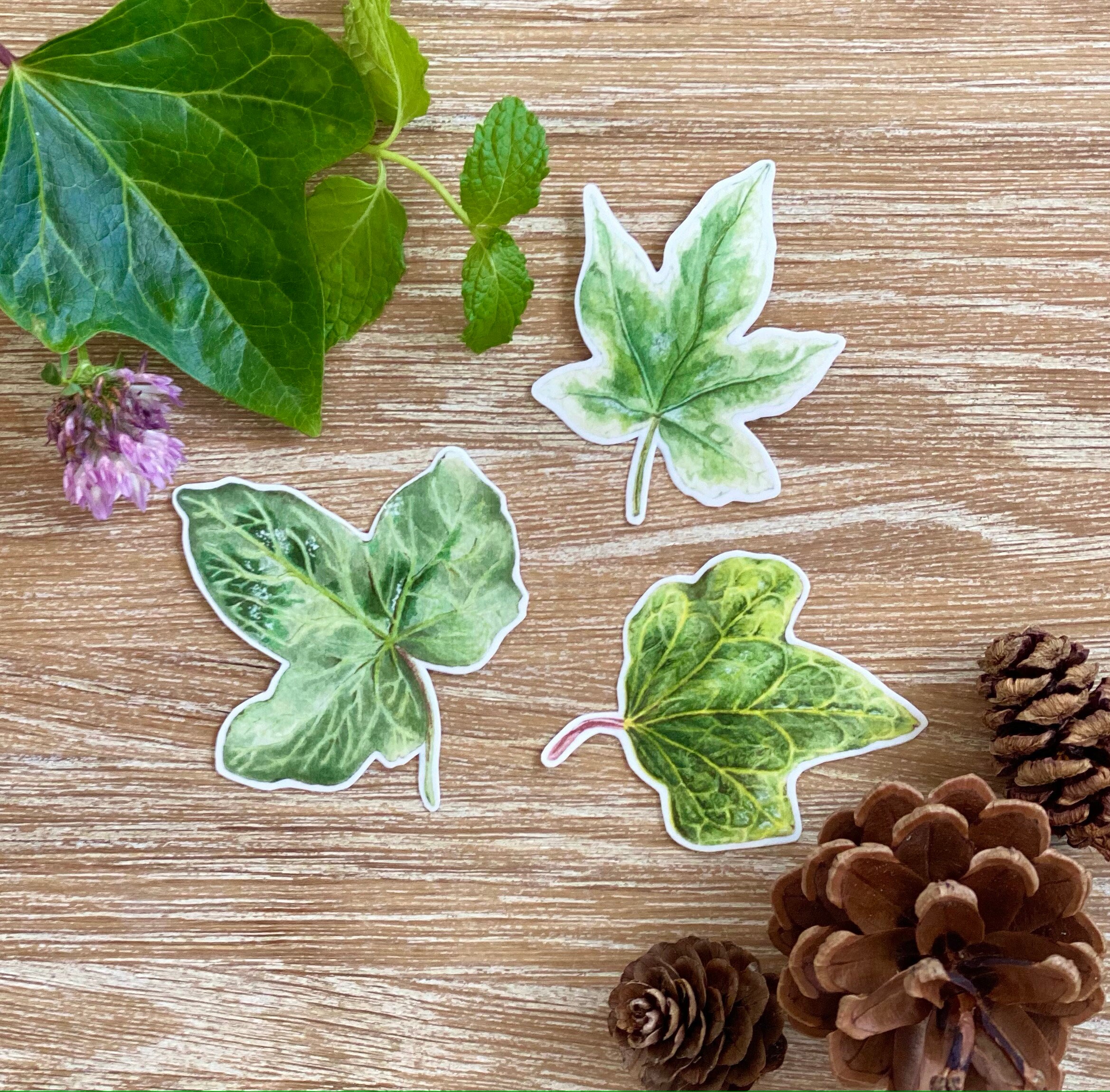 IVY LEAVES STICKERS waterproof sticker Nature sticker pack | Etsy