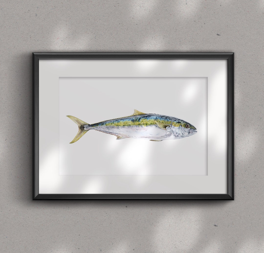 Yellowtail Kingfish Art Print: New Zealand Fish Watercolor Painting - Etsy