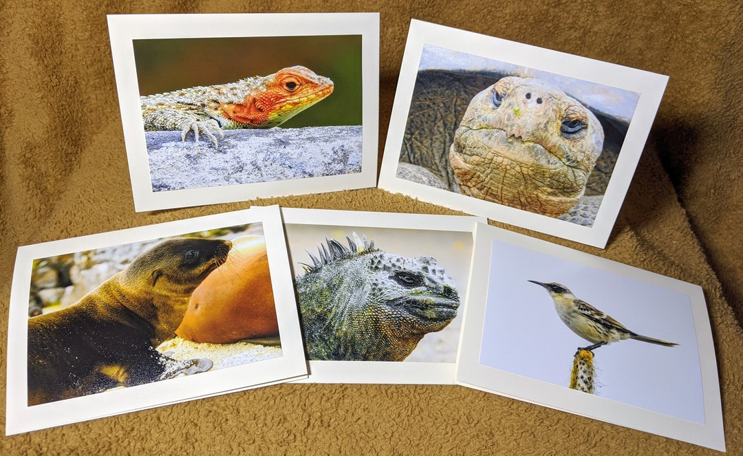 Galapagos Islands #1 - Photo Greeting Cards - Etsy