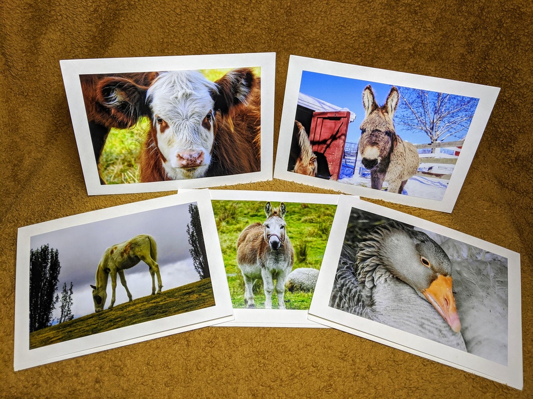 On the Farm #2 - Photo Greeting Cards - Etsy