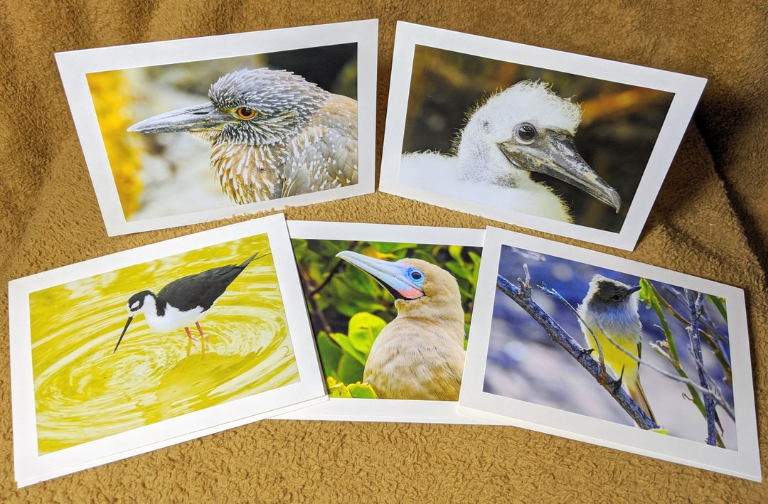 Birds of the Galapagos #1 - Photo Greeting Cards - Etsy