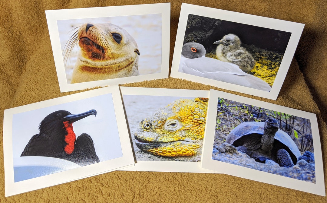 Galapagos Islands #2 - Photo Greeting Cards - Etsy