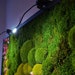 Amazing Moss Art. Lighted Moss Wall Beautiful Preserved Moss Artwork's ...