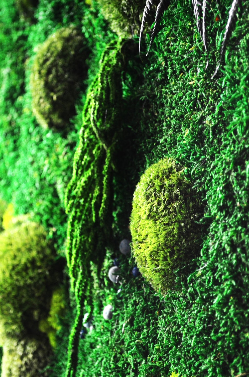 New: TERRA X MOSS ART -preserved Moss Art, (without Lamp)maintenance ...