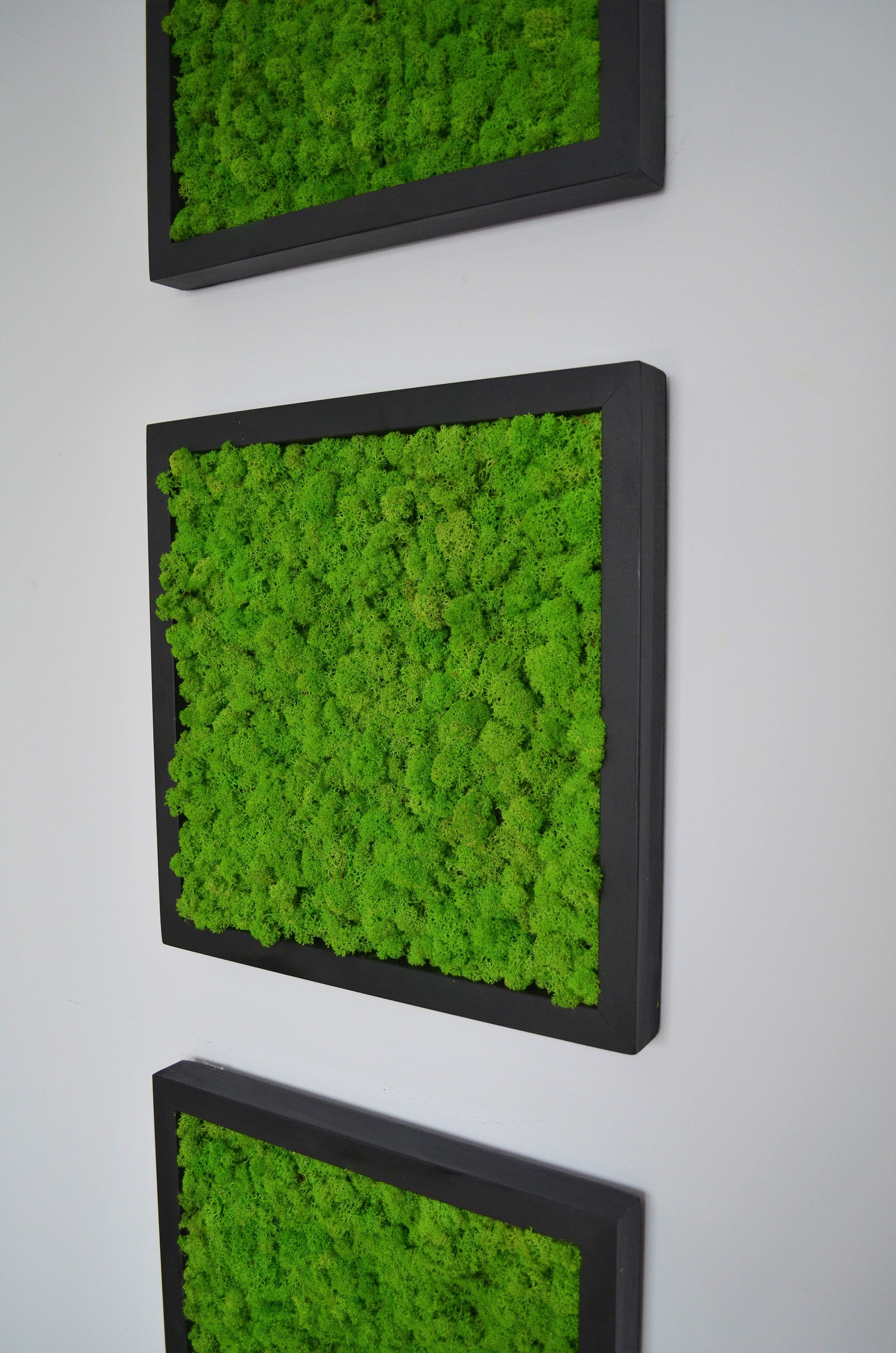 Set of 3 Moss Frames, Moss Wall, 3x40x40, Moss Wall Art, Real Moss ...