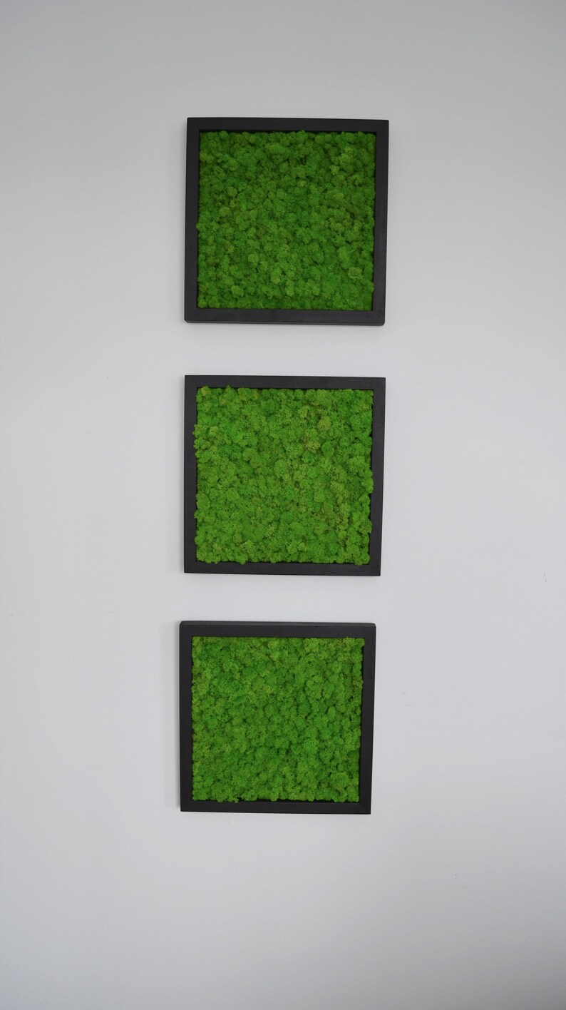 Set of 3 Moss Frames Moss Wall 3x40x40 Moss Wall Art Real - Etsy