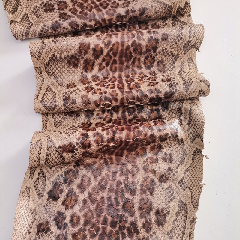 Real Snake Skin - Etsy