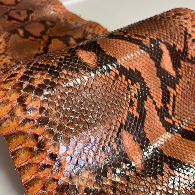 Rainbow Snakeskin - Etsy