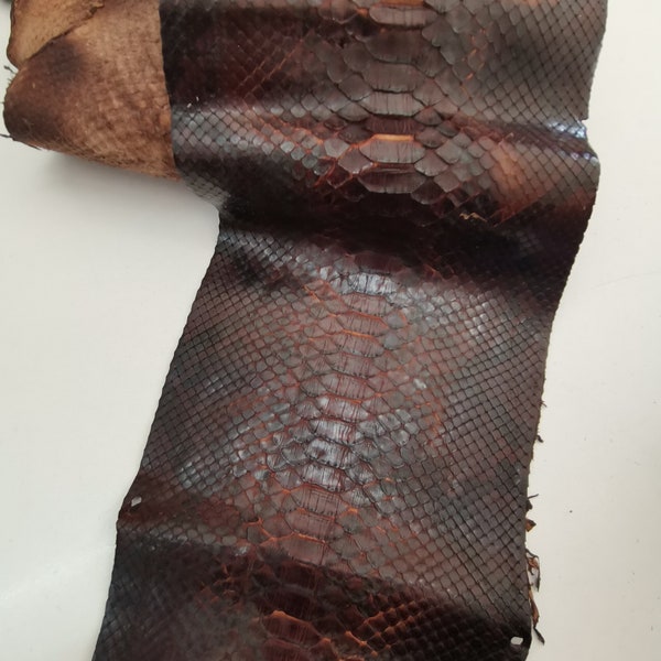 Real Snake Skin - Etsy
