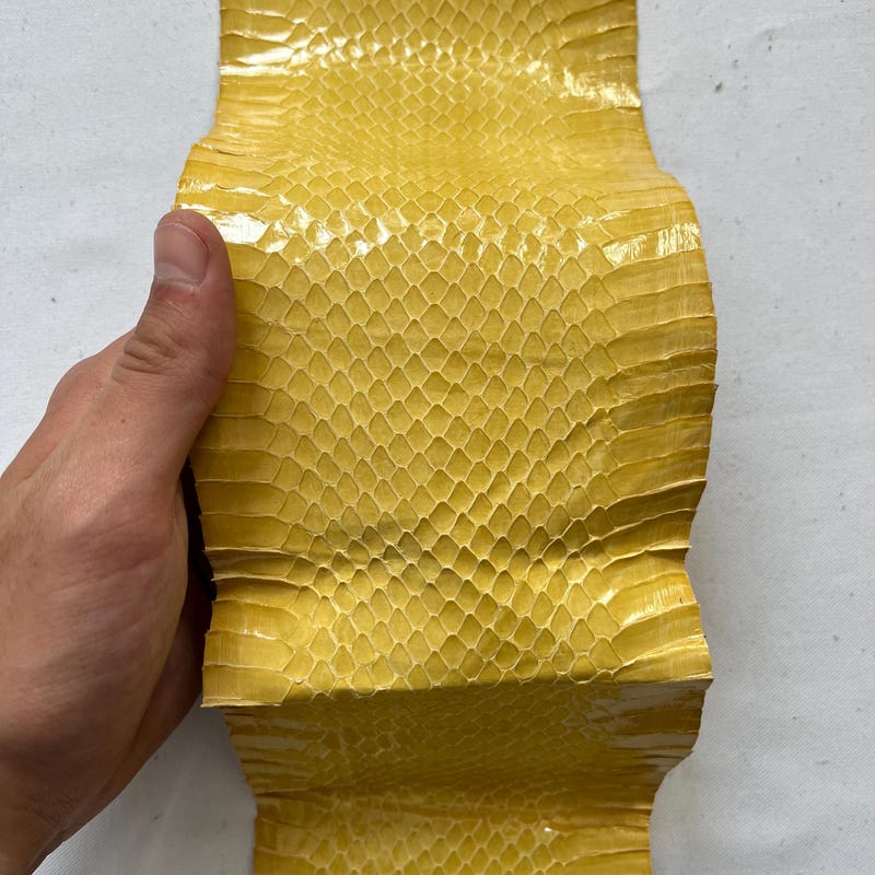 Real Snake Skin - Etsy
