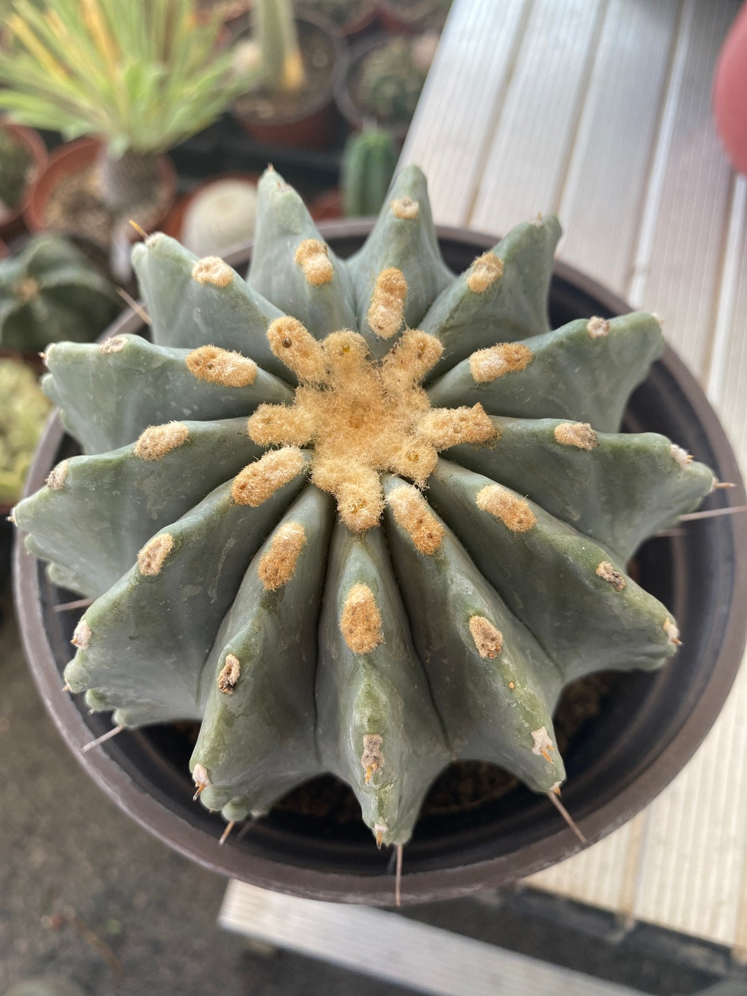 Rare Ferocactus - Etsy