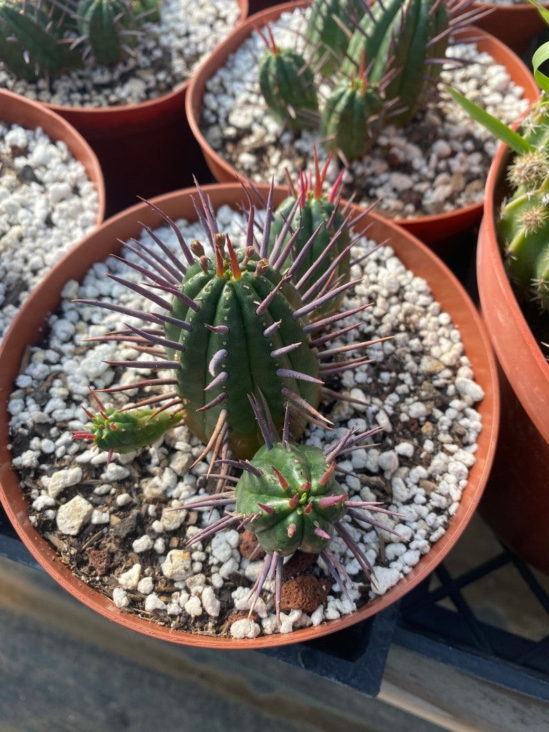 Euphorbia Ferox Cactus - Etsy