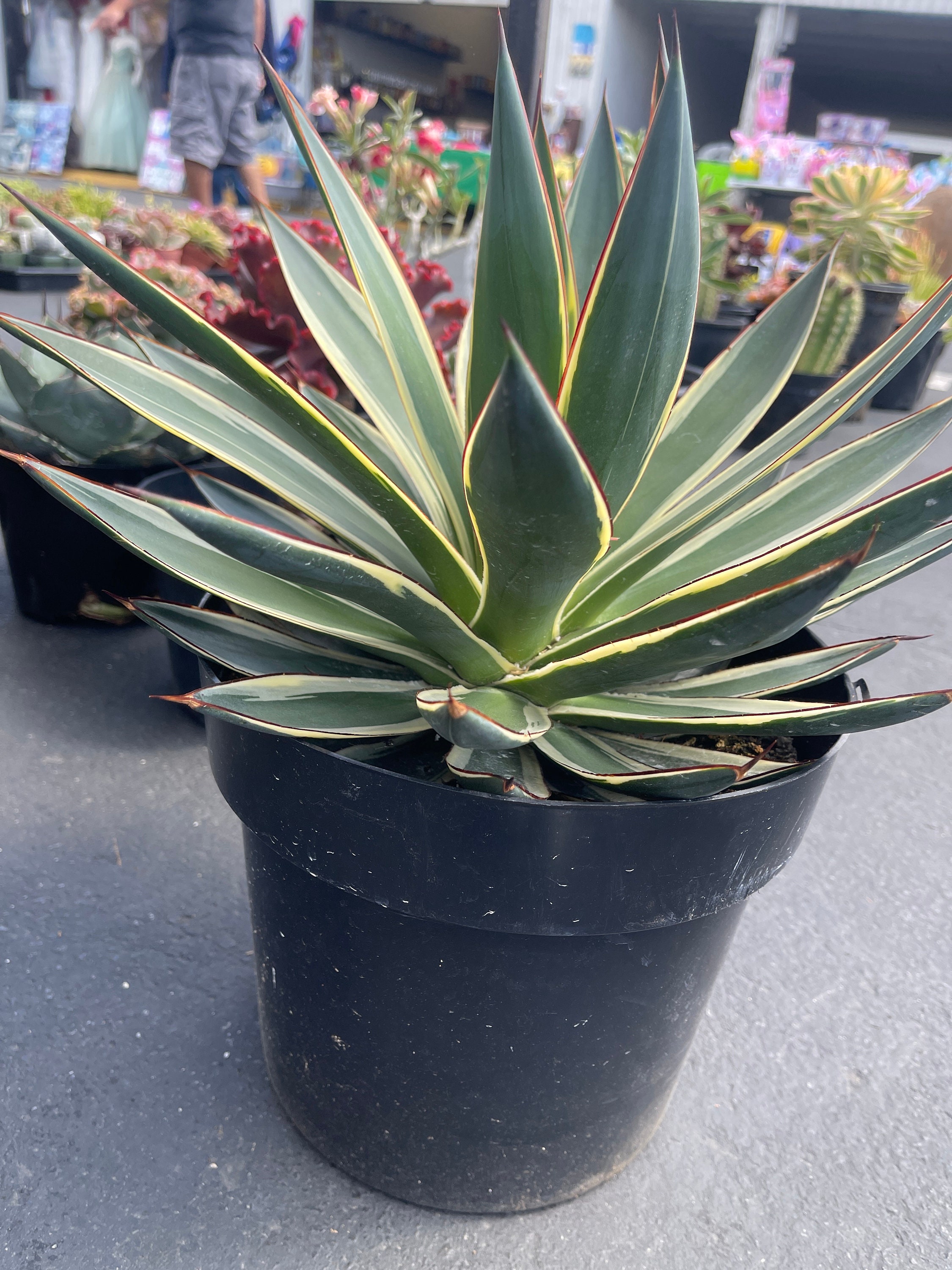 Agave Snow Glow - Etsy