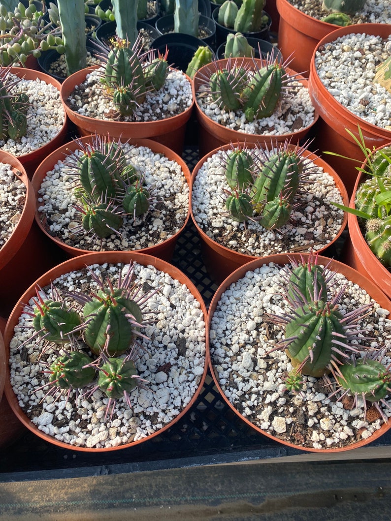 Euphorbia Ferox Cactus - Etsy