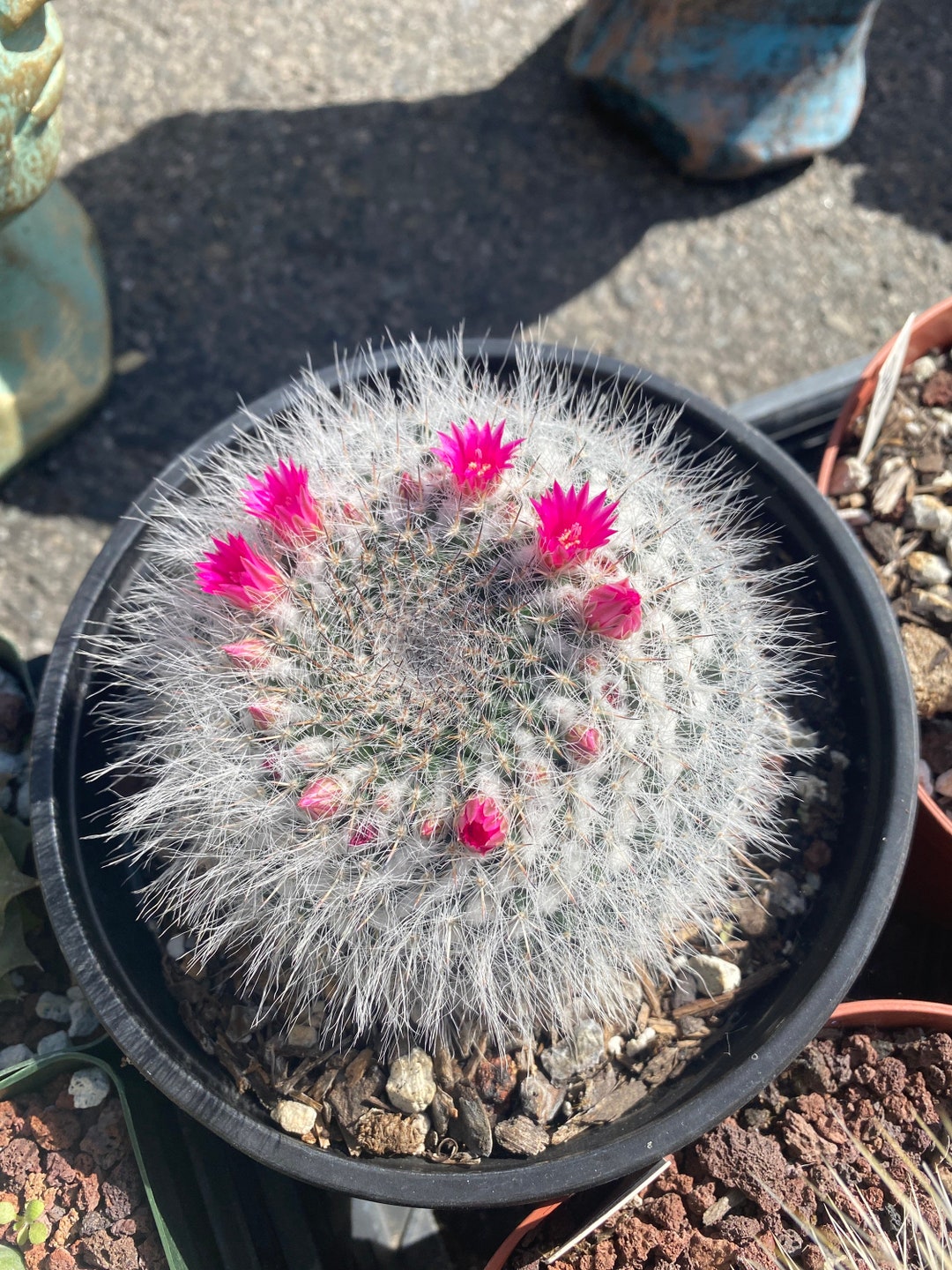 Mammillaria Hahniana Old Lady Cactus - Etsy