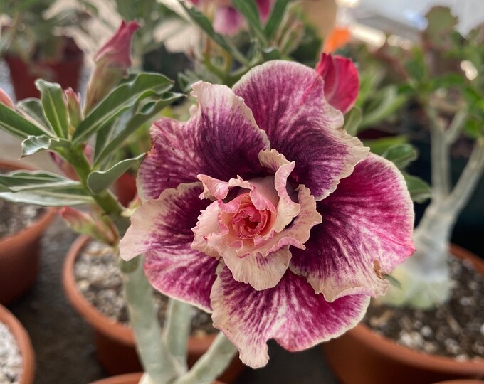 Adenium! Bella Pink . Desert Rose From Seed. - Etsy