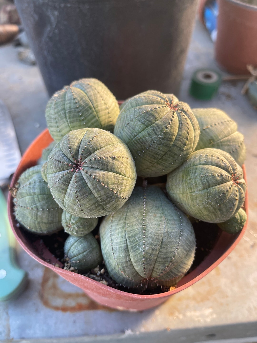 Euphorbia Obesa Cluster - Etsy