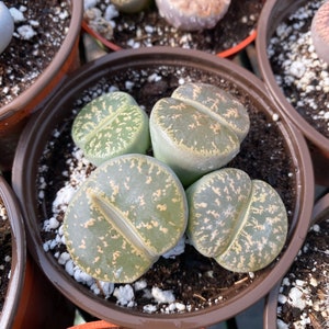 Lithops Live Plant - Etsy