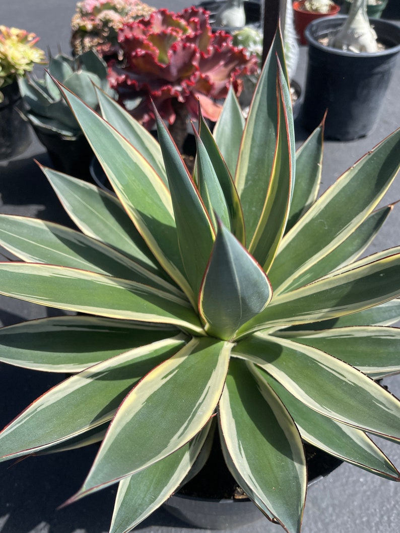 Agave Snow Glow - Etsy