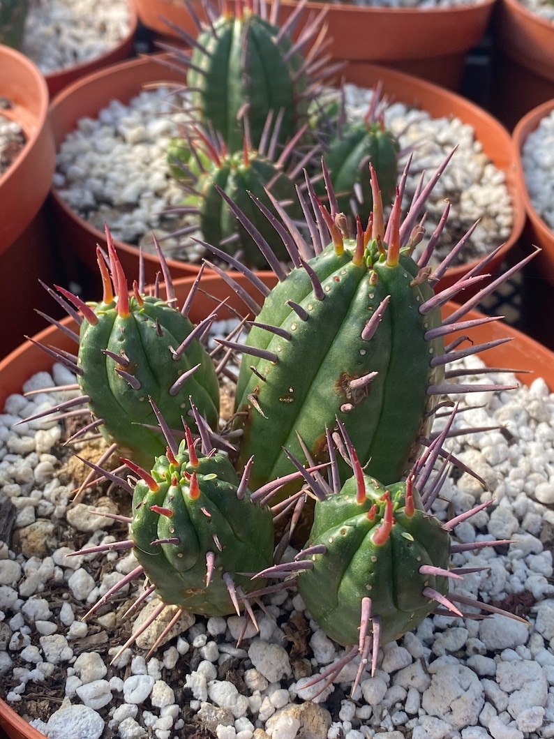 Euphorbia Ferox Cactus - Etsy