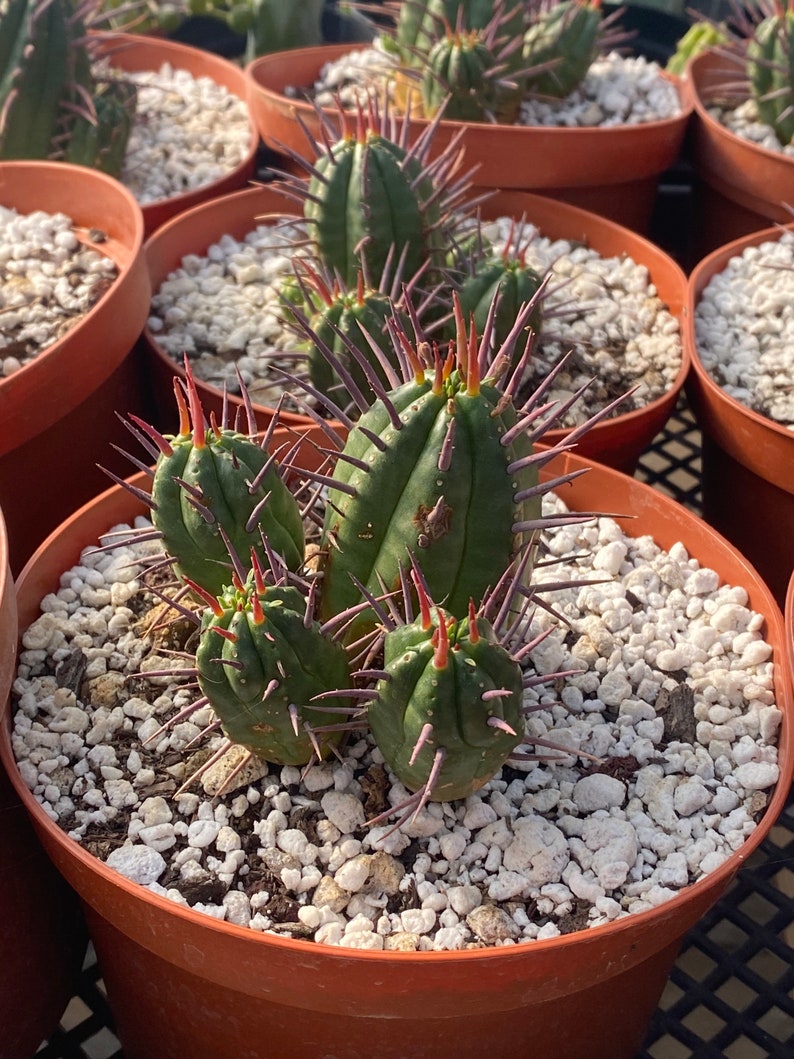 Euphorbia Ferox Cactus - Etsy
