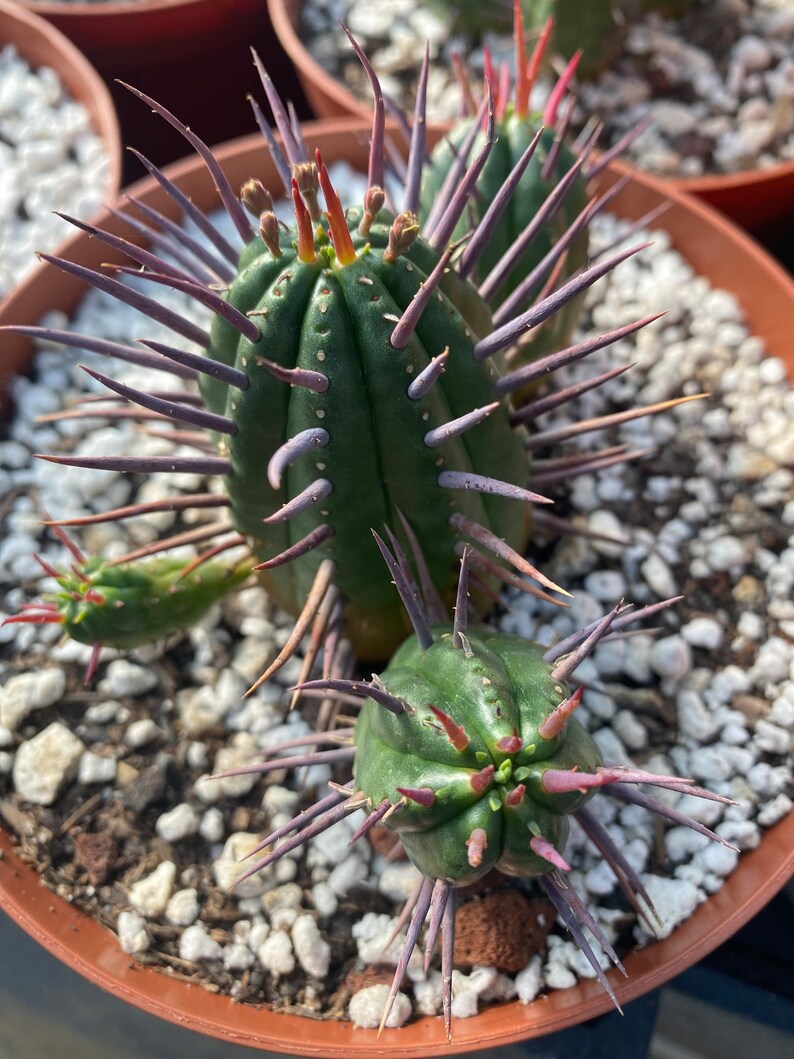 Euphorbia Ferox Cactus - Etsy