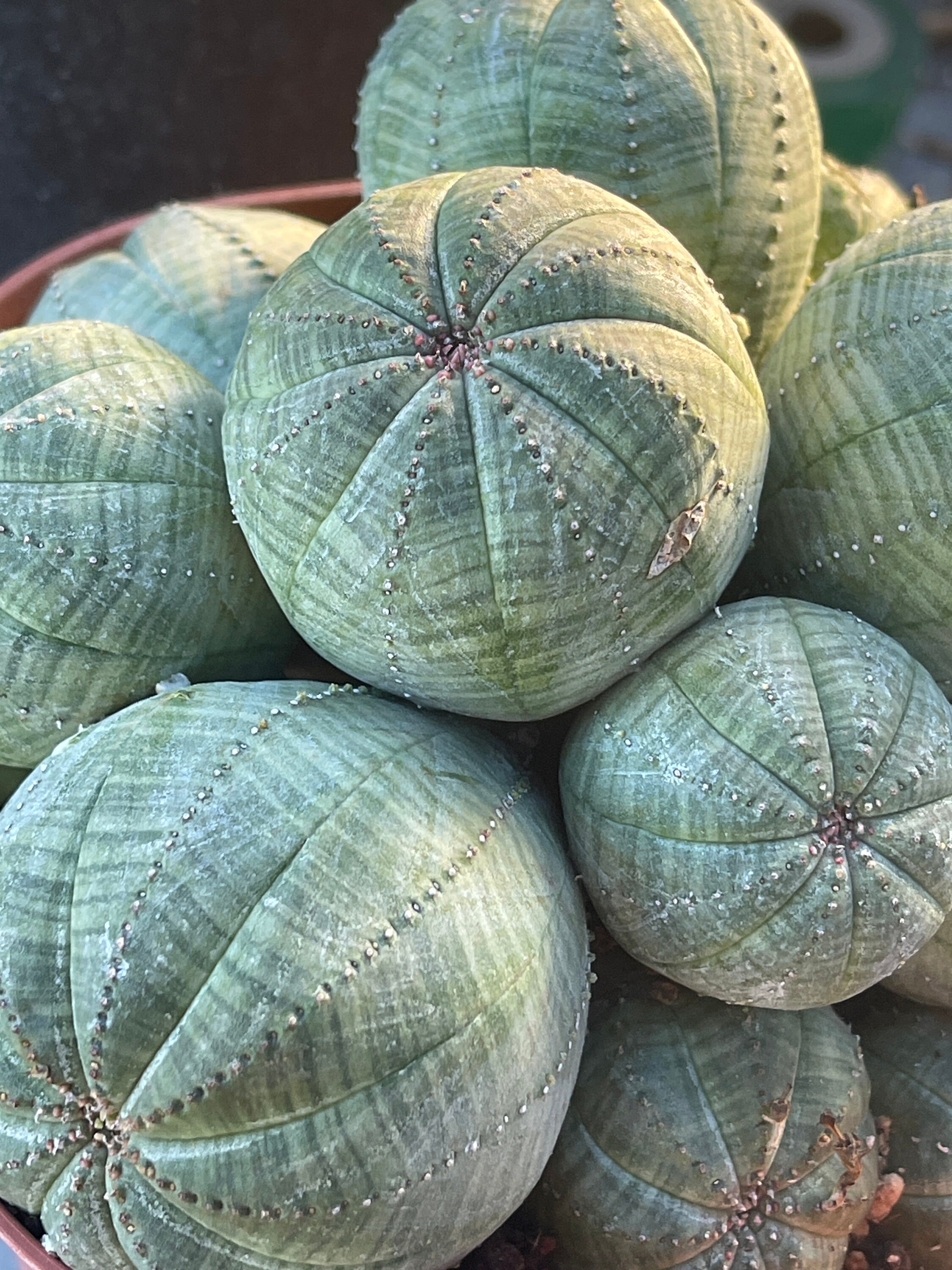 Euphorbia Obesa Cluster - Etsy