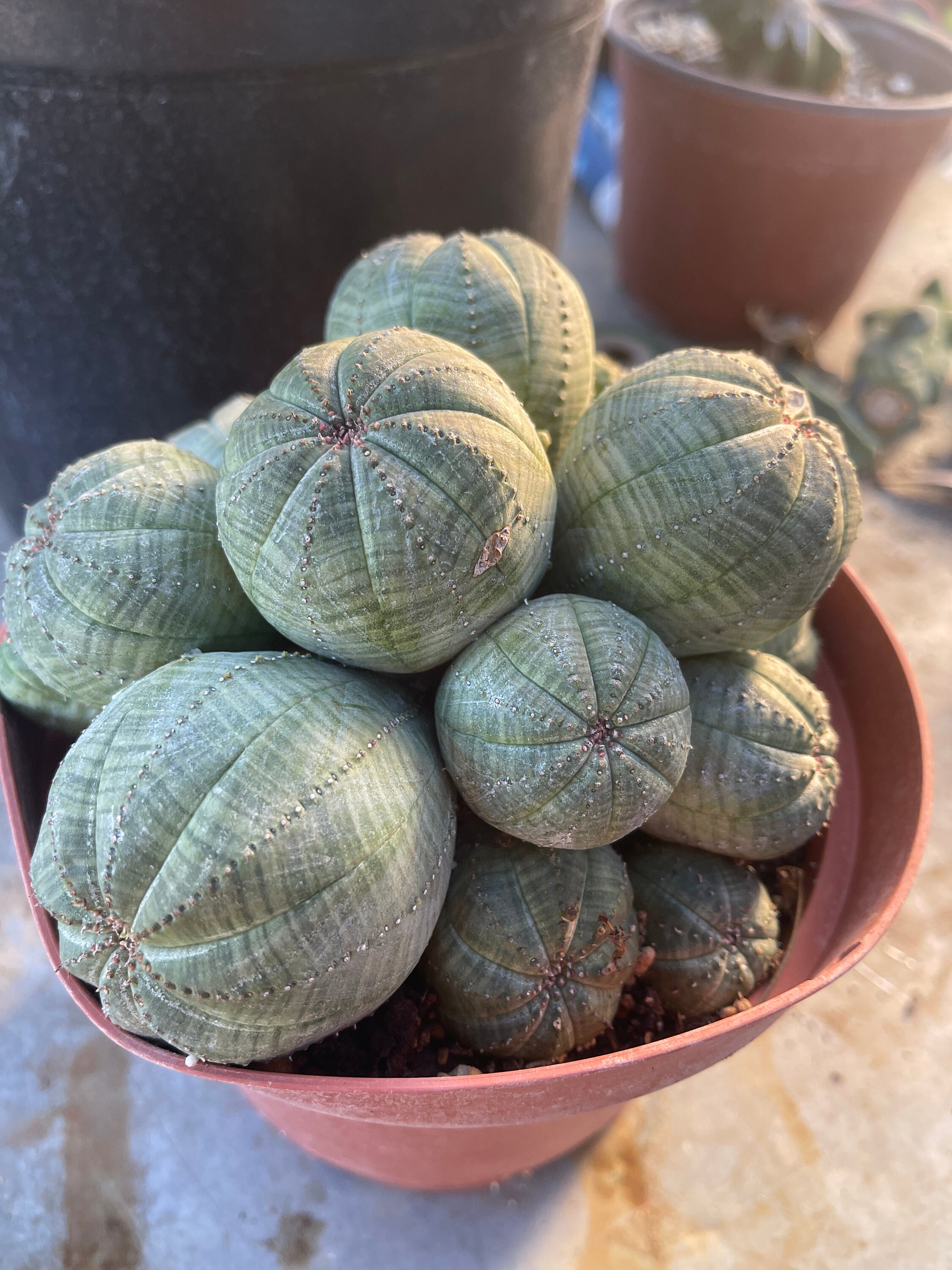 Euphorbia Obesa Cluster - Etsy