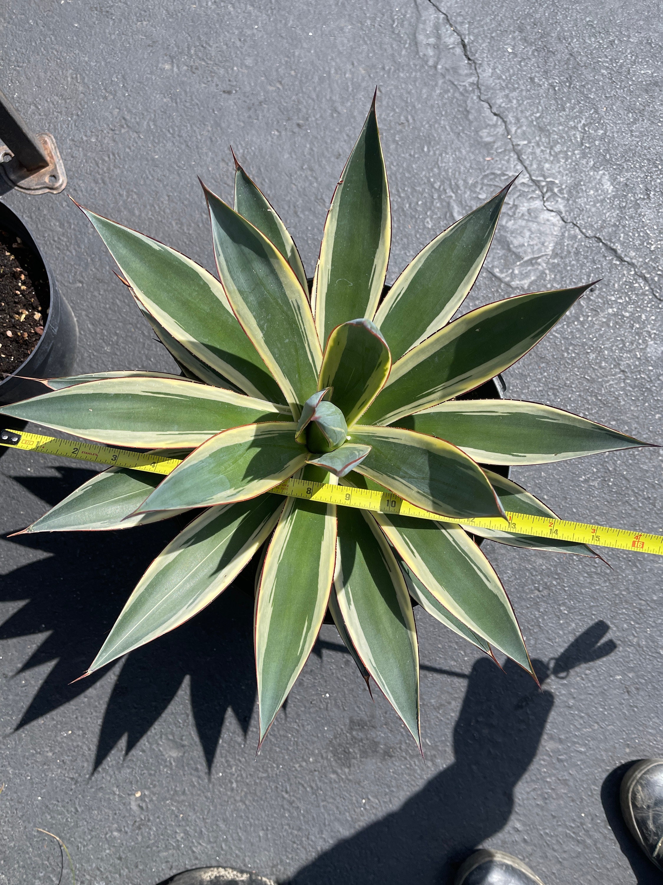 Agave Snow Glow - Etsy