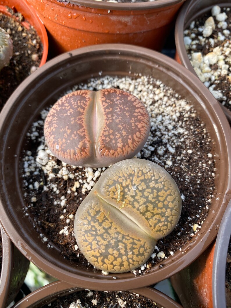 Lithops Live Plant - Etsy